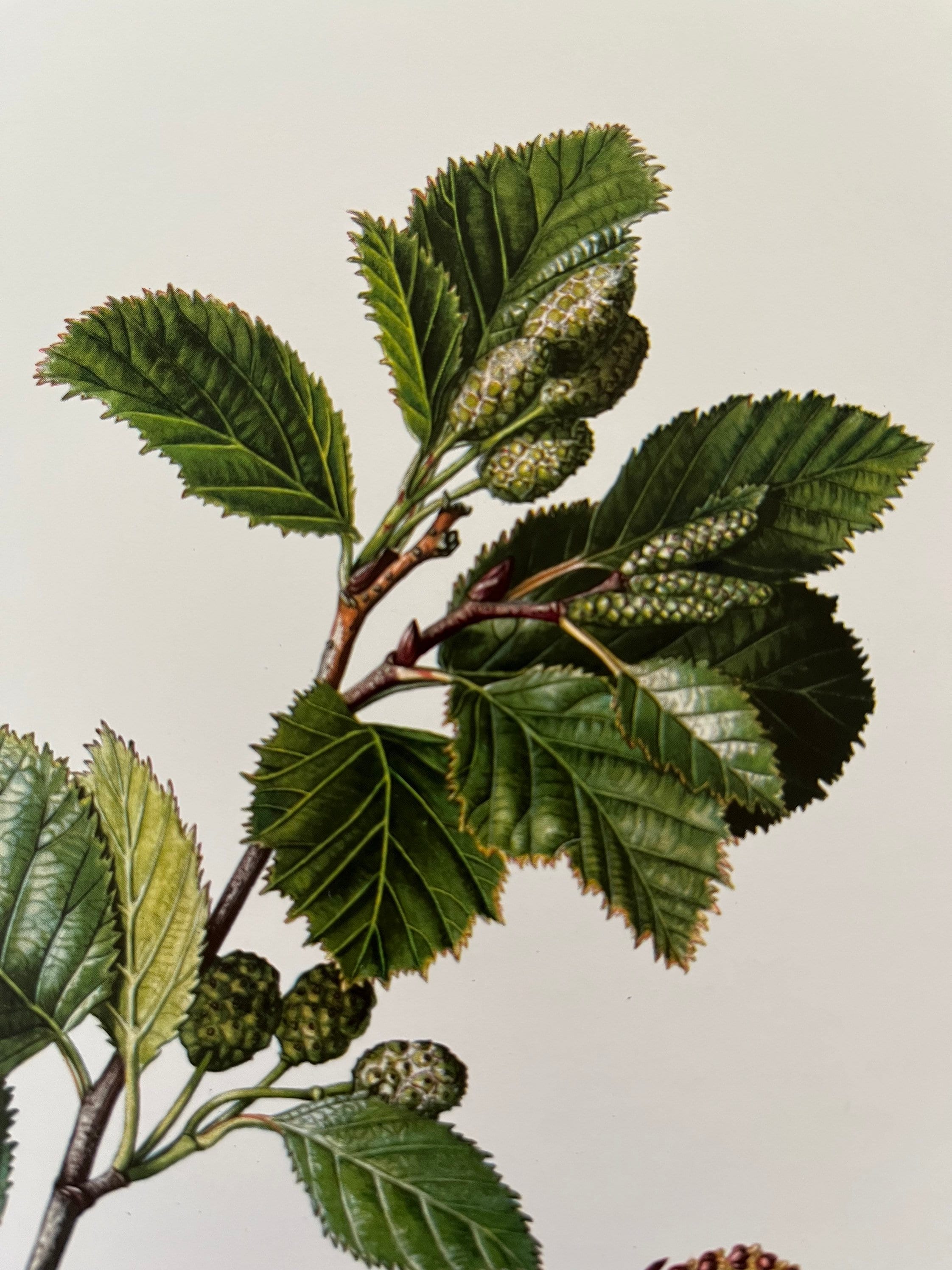 1960 Vintage GREEN ALDER Botanical Print. Antique Natural - Etsy