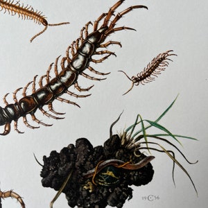 CENTIPEDES Insect Print. Antique and Vintage Zoology and Biology ...