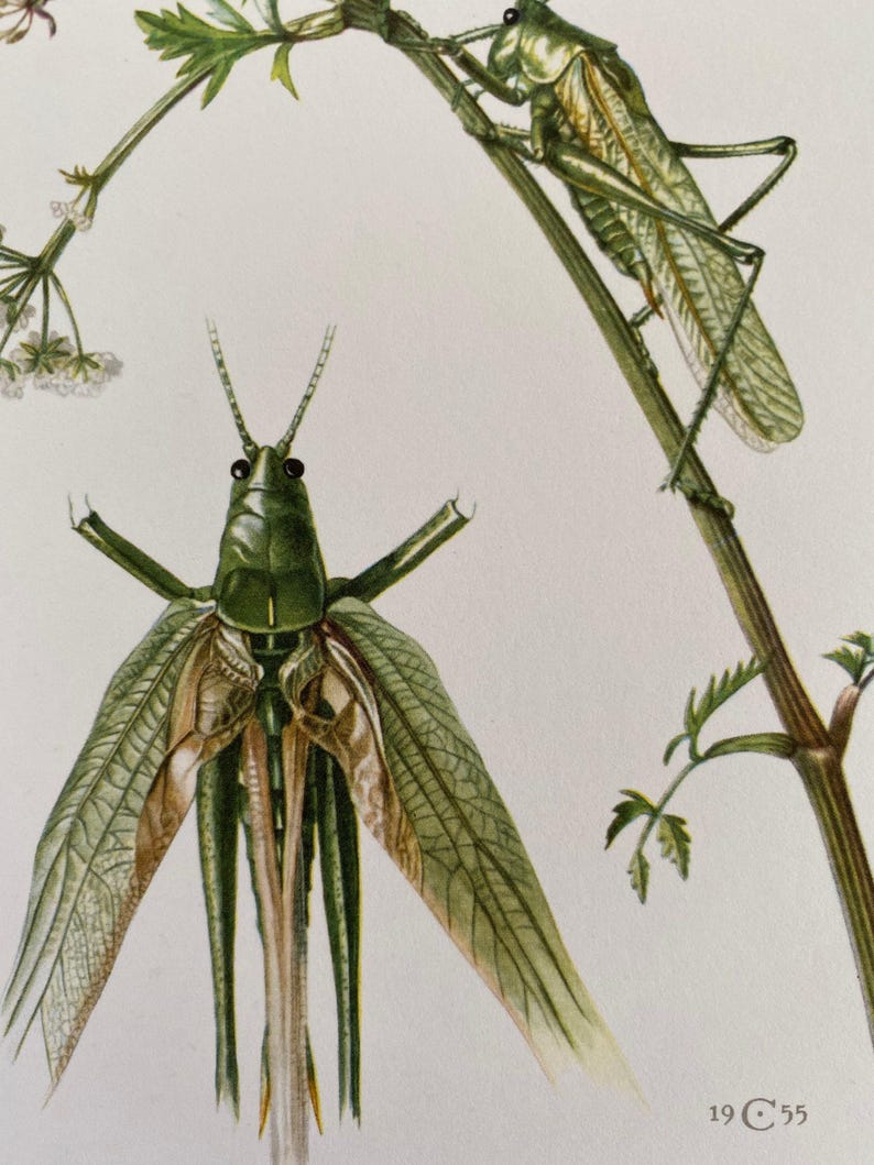 1960s Locust Print, Vintage Insect Illustration, Entomology Wall Art - Etsy