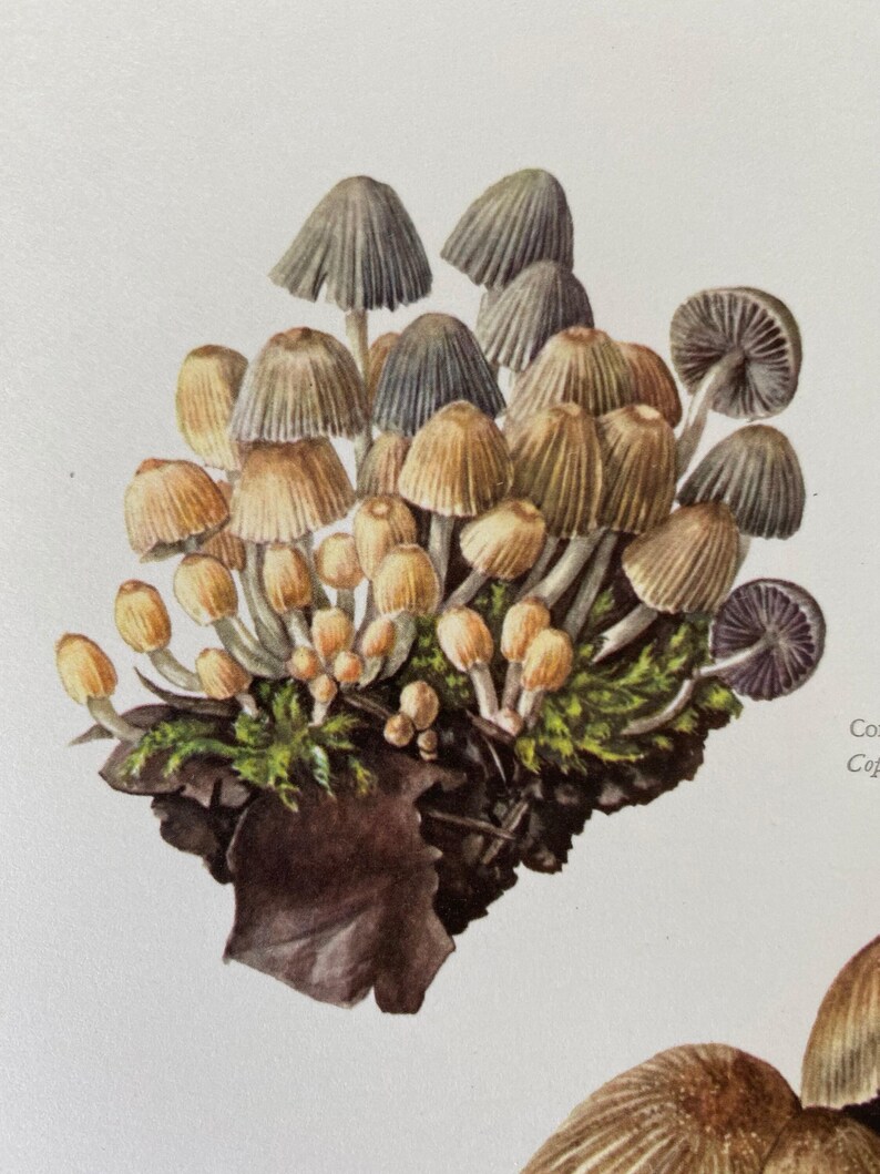 Vintage Inkcap Mushroom Print: 1960s Biology Lithograph - Etsy