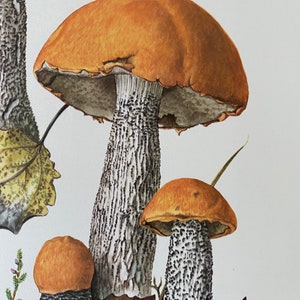 ORANGE BIRCH BOLETE Mushroom Print. Antique Biology and Nature ...
