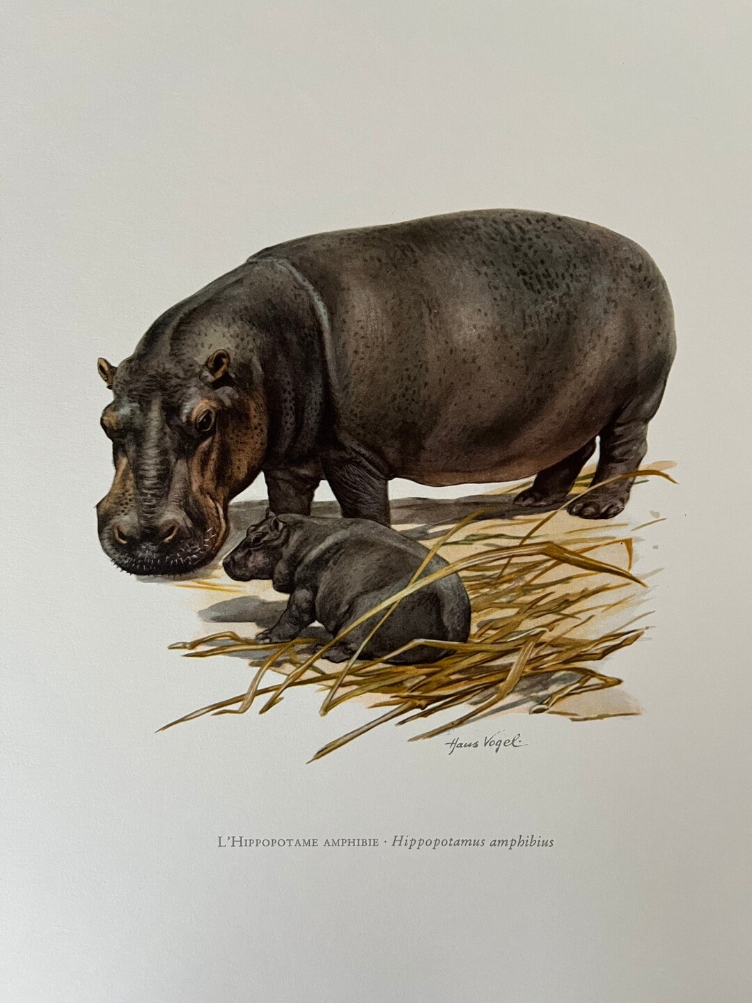 1960 Vintage HIPPO Animal Print. Antique Zoology and Biology Lithograph ...