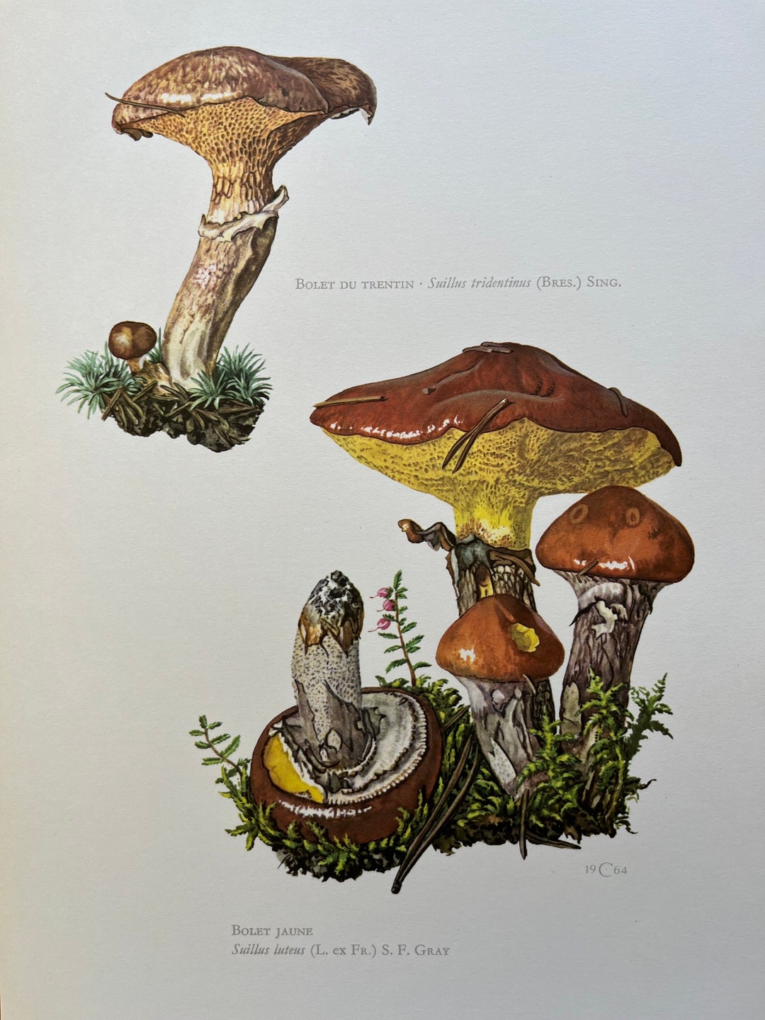 BOLETE Mushroom Print. Antique and Vintage Biology and Nature ...