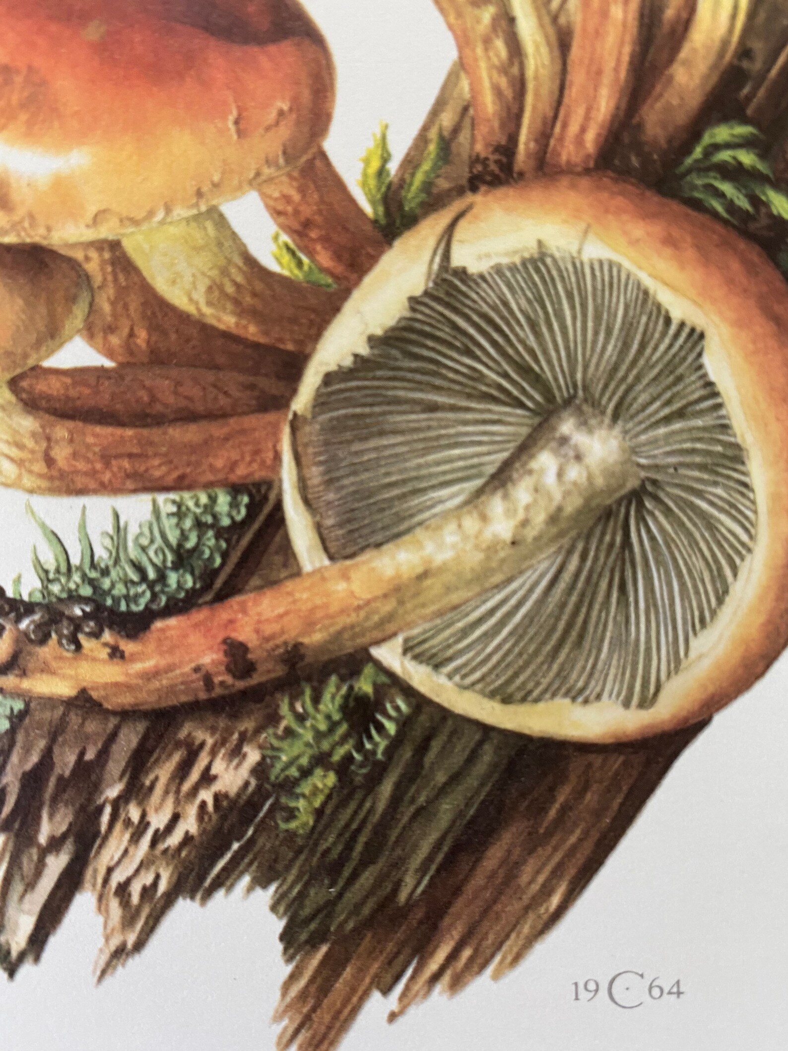 Sulphur Tuft Mushroom Print, Vintage Natural Science Art (1963) - Etsy