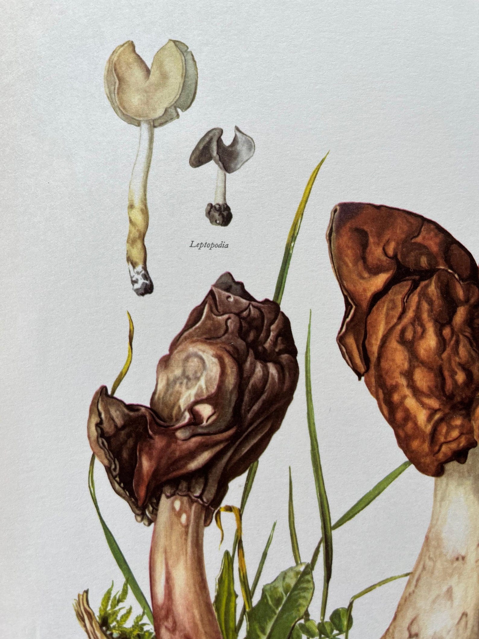 Vintage Morel Mushroom Print, 1960s Biology Illustration - Etsy