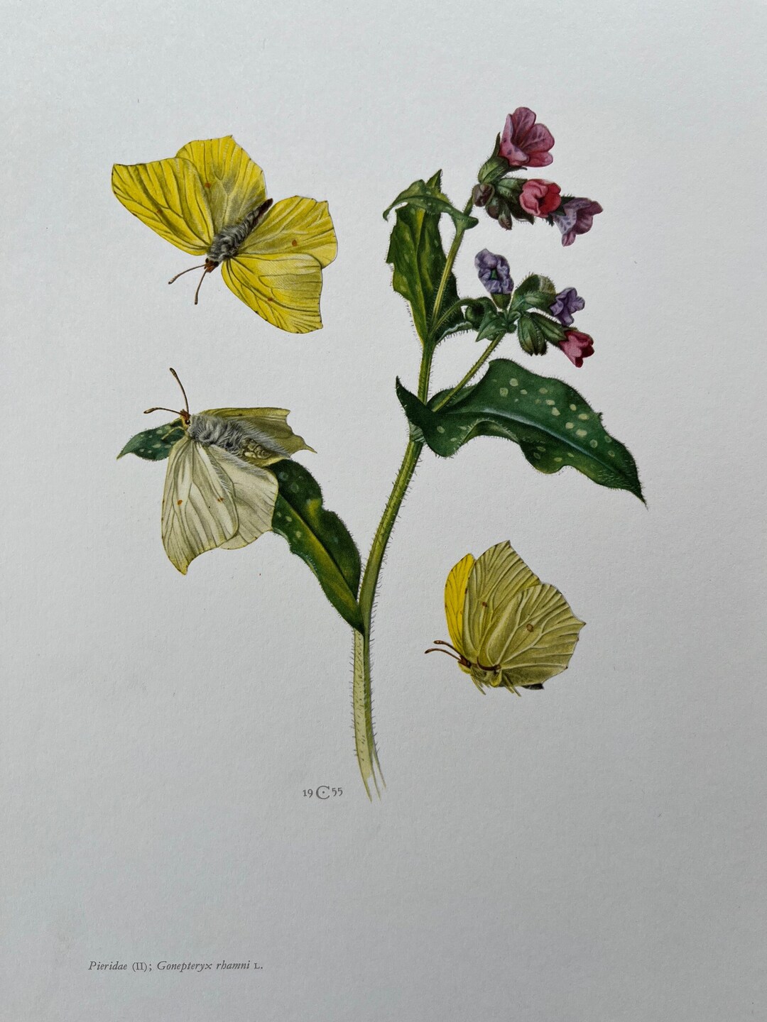 COMMON BRIMSTONE BUTTERFLY Insect Print. Antique and Vintage Zoology ...