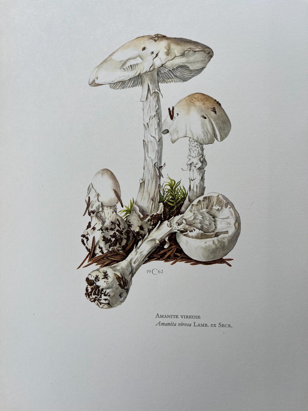 1964 Vintage Destroying Angel Mushroom Print: Antique Biology ...