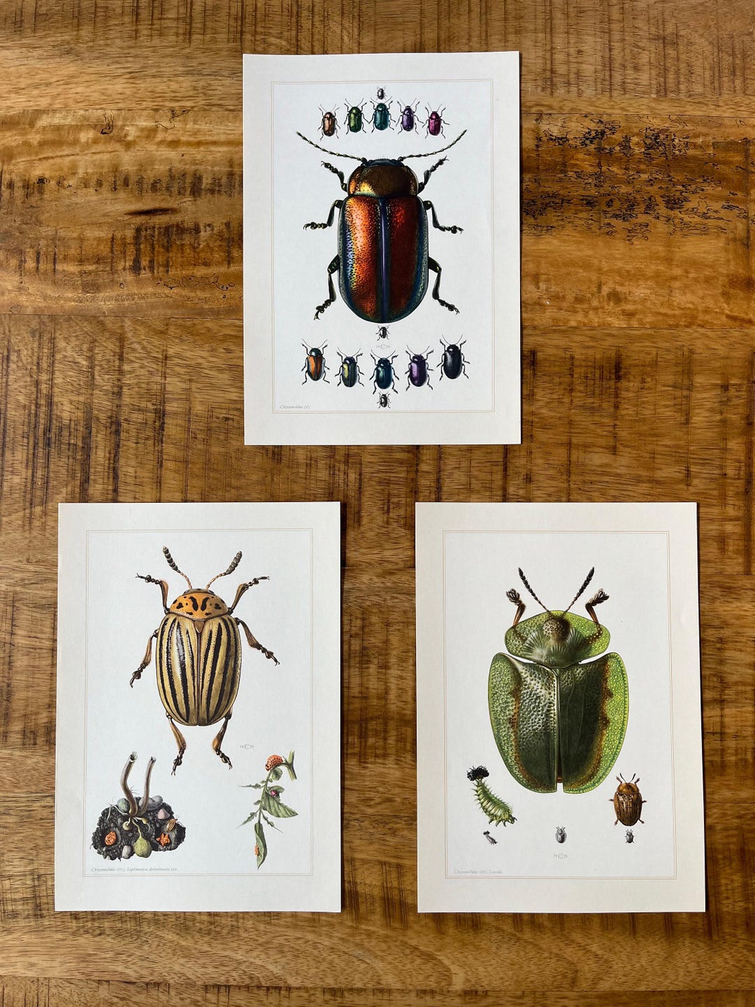 3 Vintage Beetle Print Set, 1960s Entomology Wall Art - Etsy