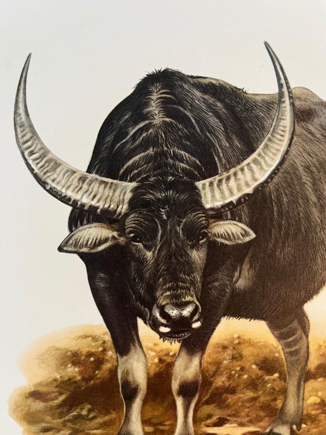 Vintage Water Buffalo Print, 1960s Zoology Lithograph - Etsy
