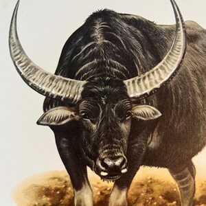 Vintage Water Buffalo Print, 1960s Zoology Lithograph - Etsy