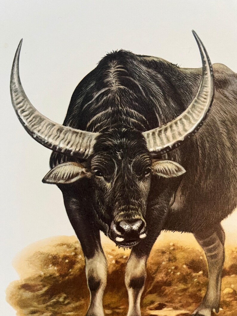 Vintage Water Buffalo Print, 1960s Zoology Lithograph - Etsy