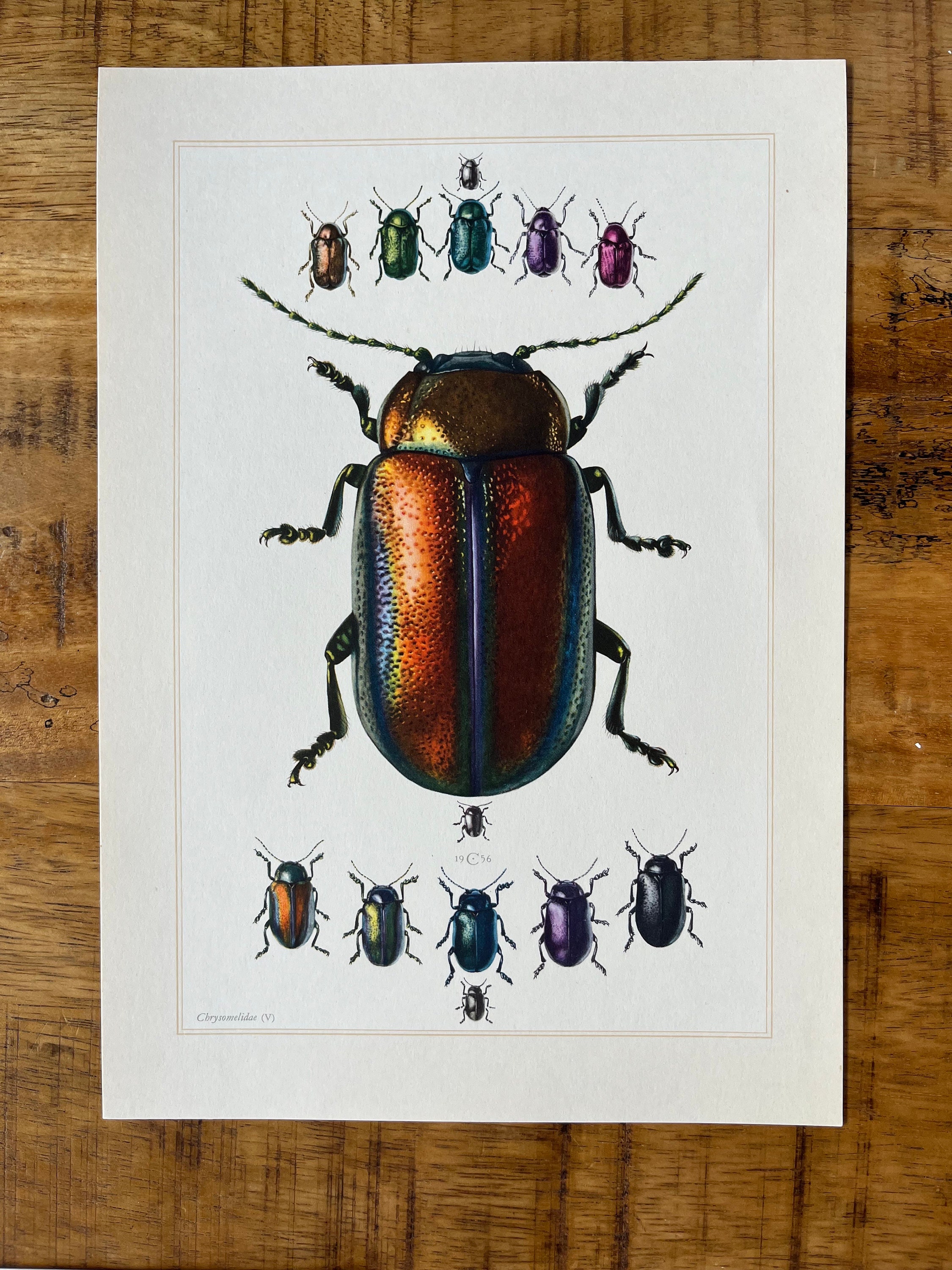 3 X 1960 Vintage BEETLES Insect Print Set. Bugs Illustrations. - Etsy