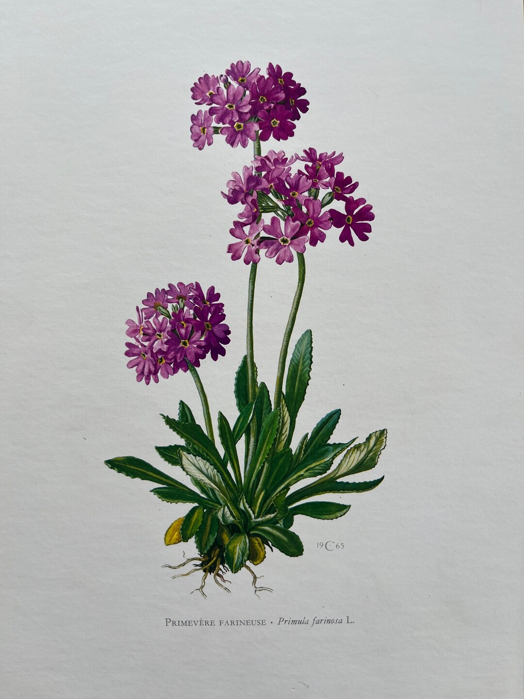 BIRDS EYE PRIMROSE Botanical Print. Antique and Vintage Natural ...