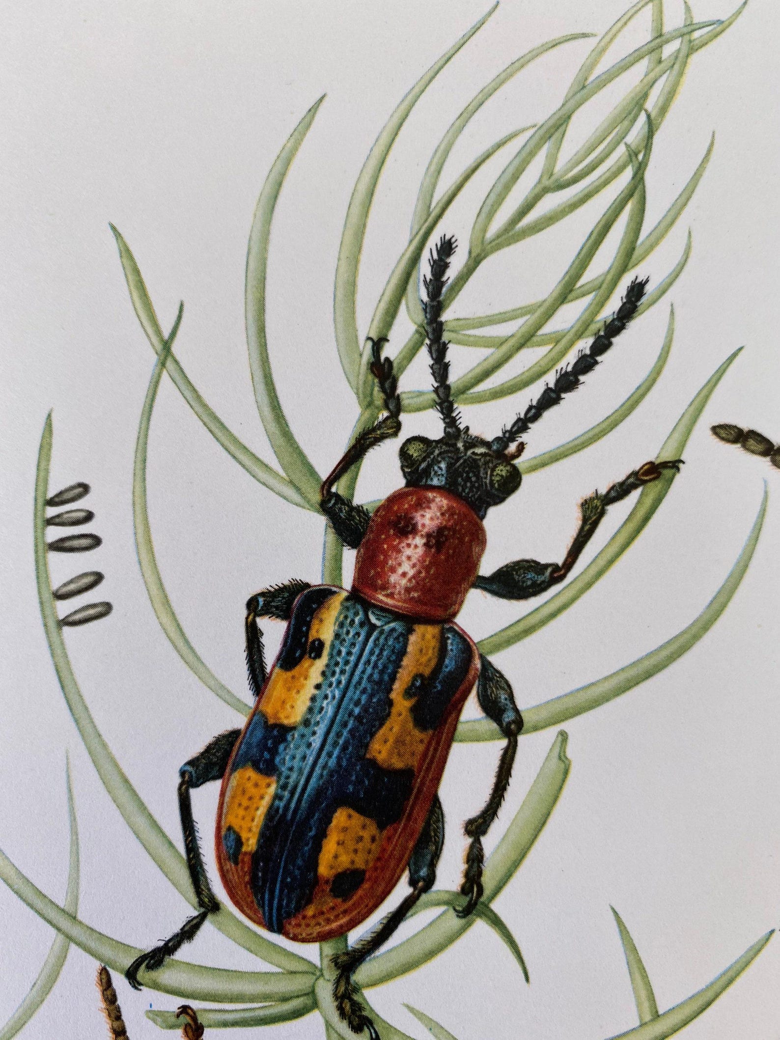 Entomology Print: 1960s Leaf Beetles Illustration, Natural History Wall ...