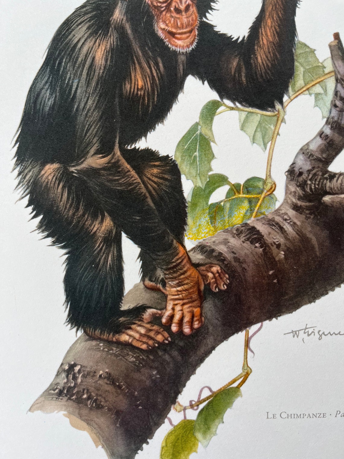 Vintage Chimpanzee Print, 1960s Zoology Lithograph - Etsy