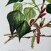 Vintage Black Poplar Botanical Print, Natural Sciences Lithograph - Etsy