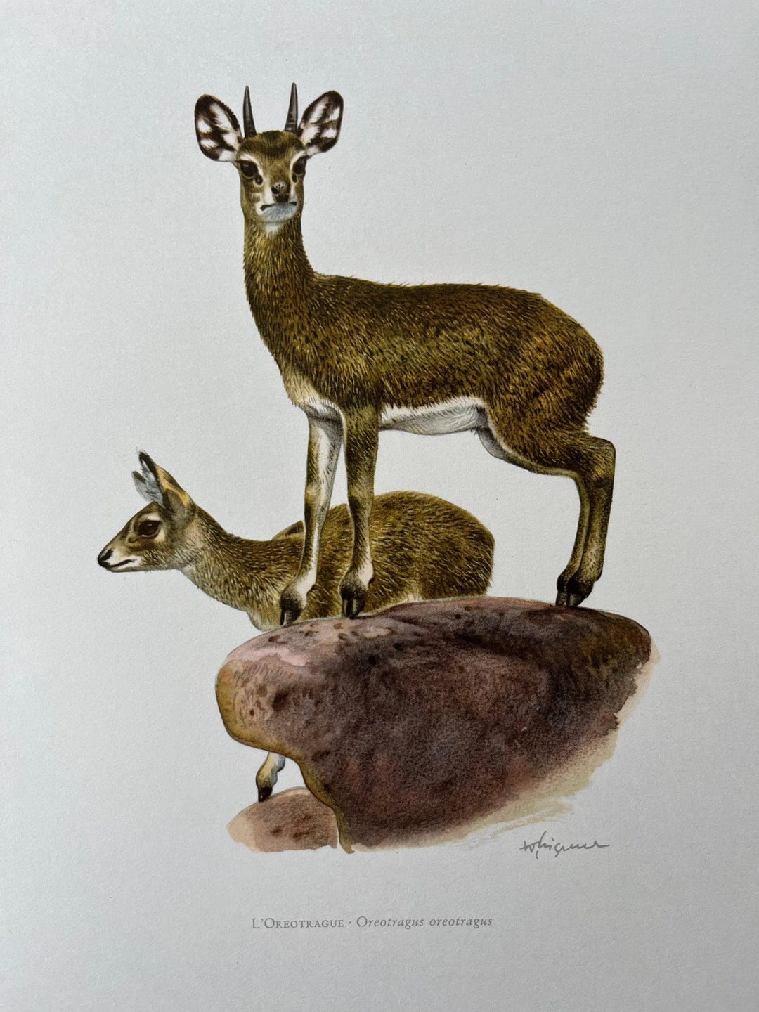 Klipspringer Antelope Animal Print. Antique and Vintage Natural ...
