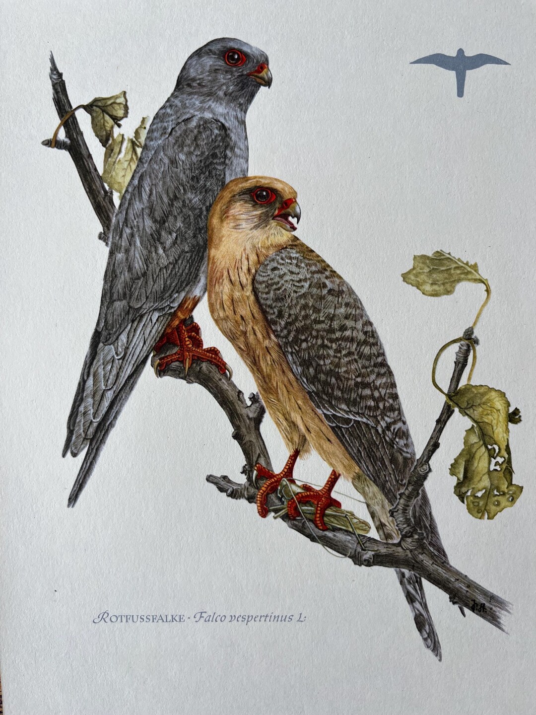 1955 Vintage Red-footed Falcon Bird Print. Antique Ornithology and ...