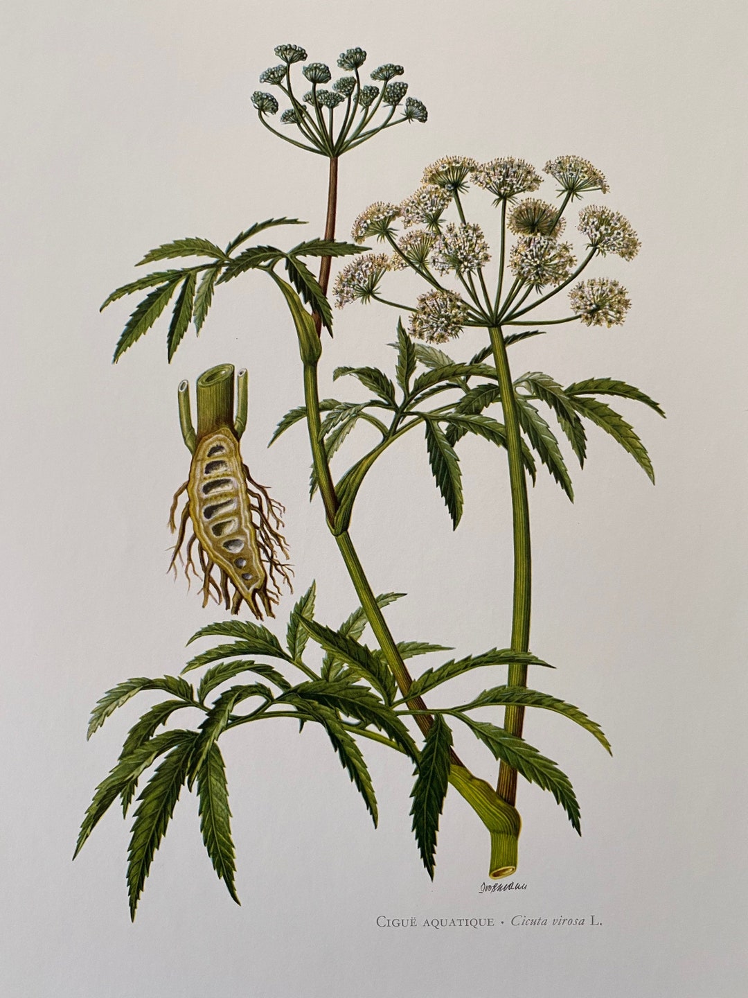 NORTHERN WATER HEMLOCK Botanical Print. Antique and Vintage Natural ...