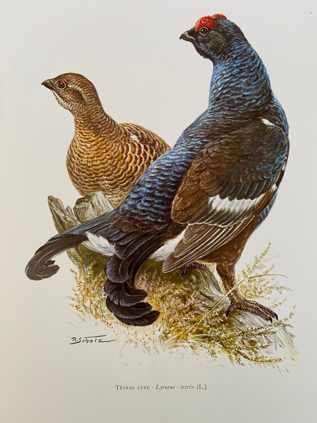BLACK GROUSE Bird Print. Antique and Vintage Ornithology and Biology ...