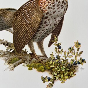 HAZEL GROUSE Bird Print. Antique and Vintage Ornithology and Biology ...