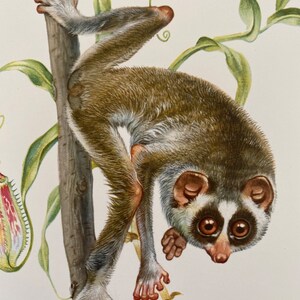 1960 Vintage RED SLENDER LORIS Animal Print. Antique Zoology and ...