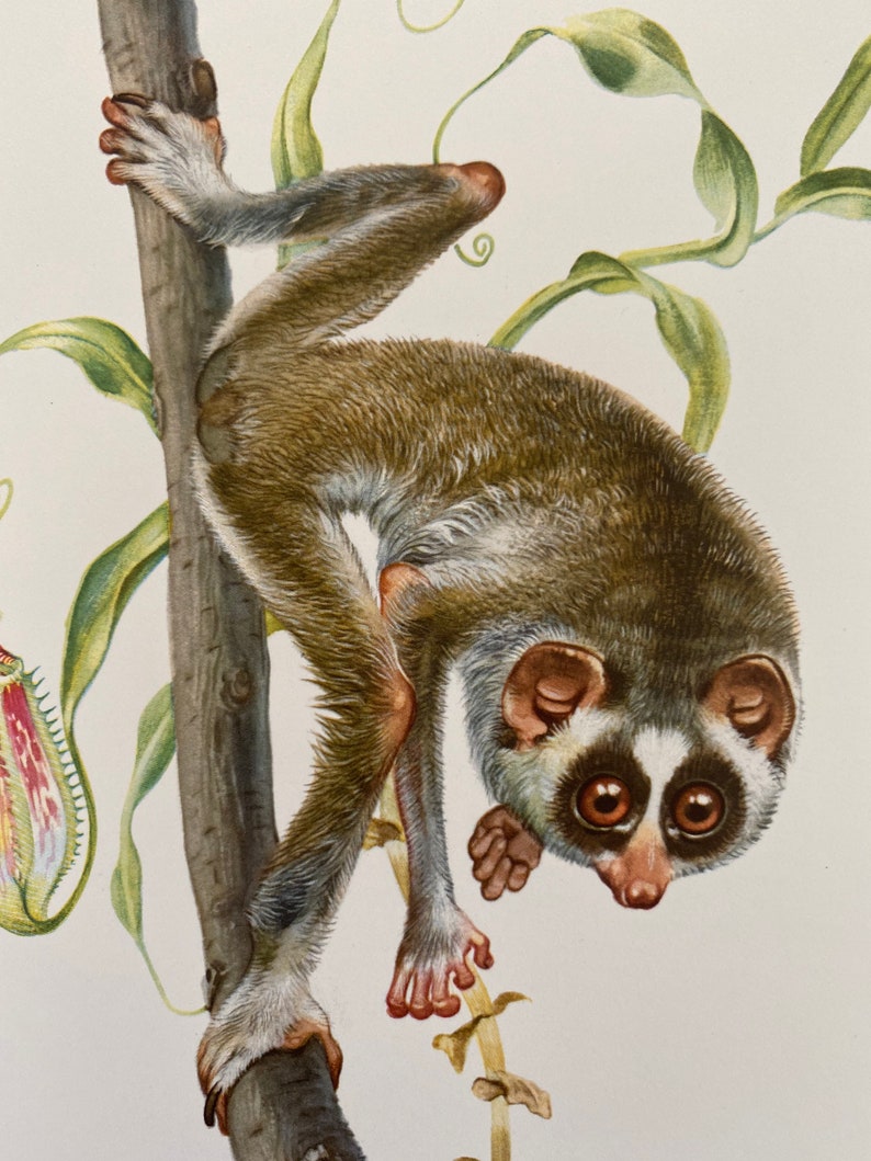 1960 Vintage RED SLENDER LORIS Animal Print. Antique Zoology - Etsy