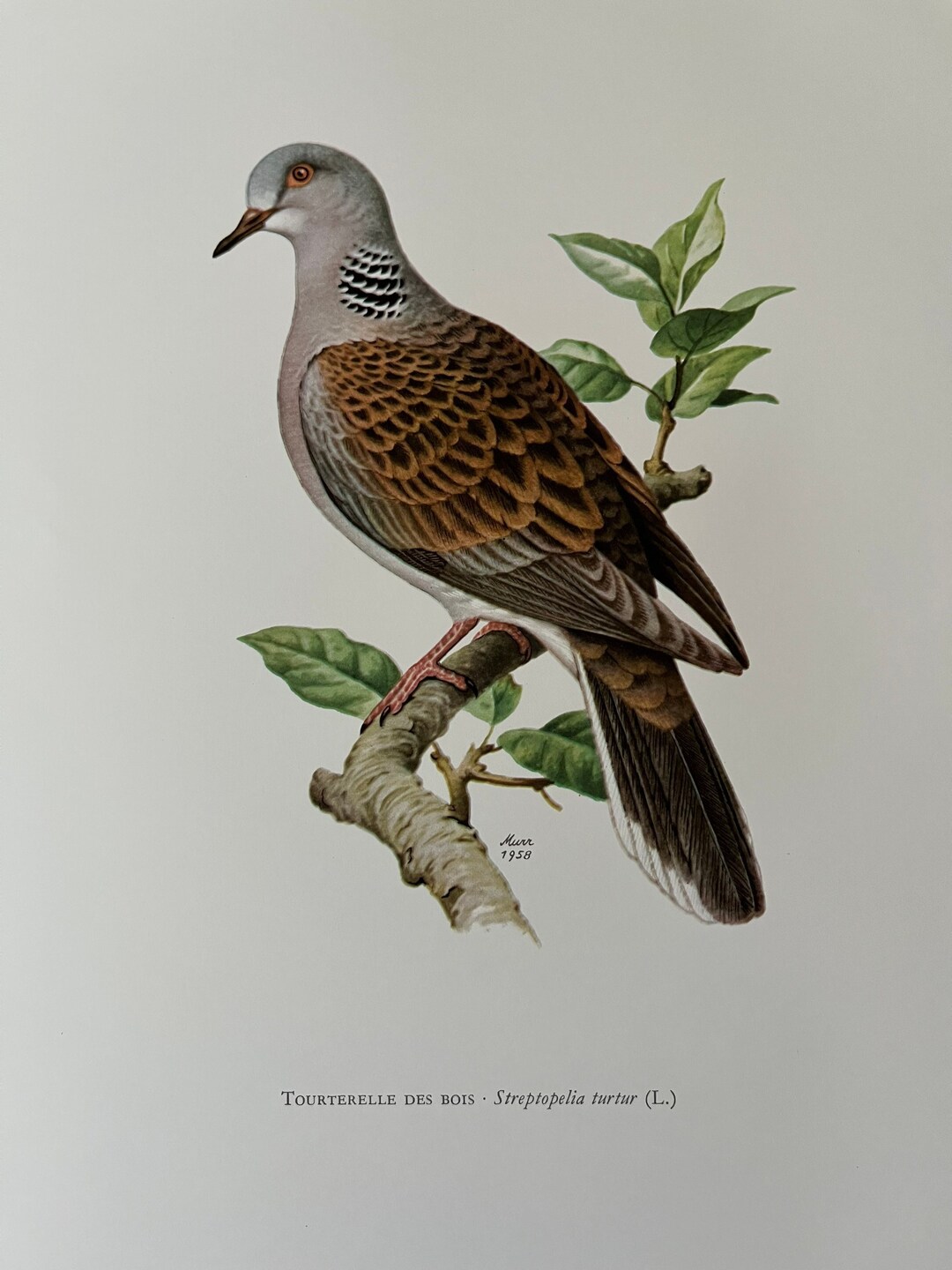 TURTLE DOVE Bird Print. Antique and Vintage Ornithology and Biology ...