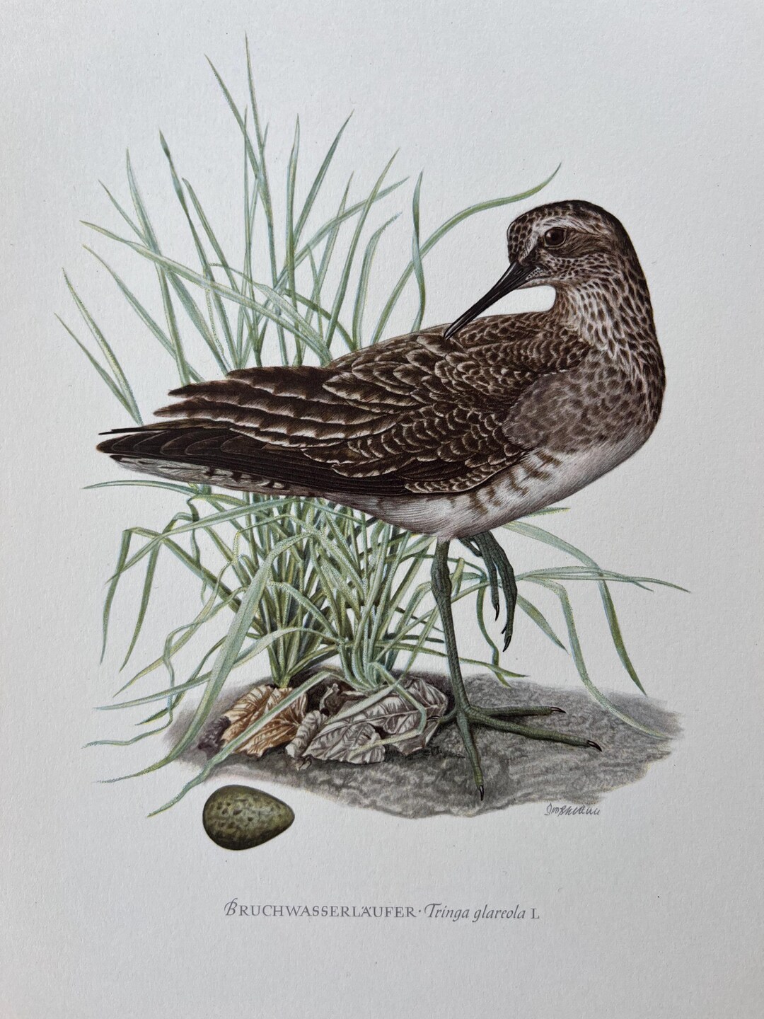 1955 Vintage Sandpiper Print, Antique Ornithology Lithograph - Etsy