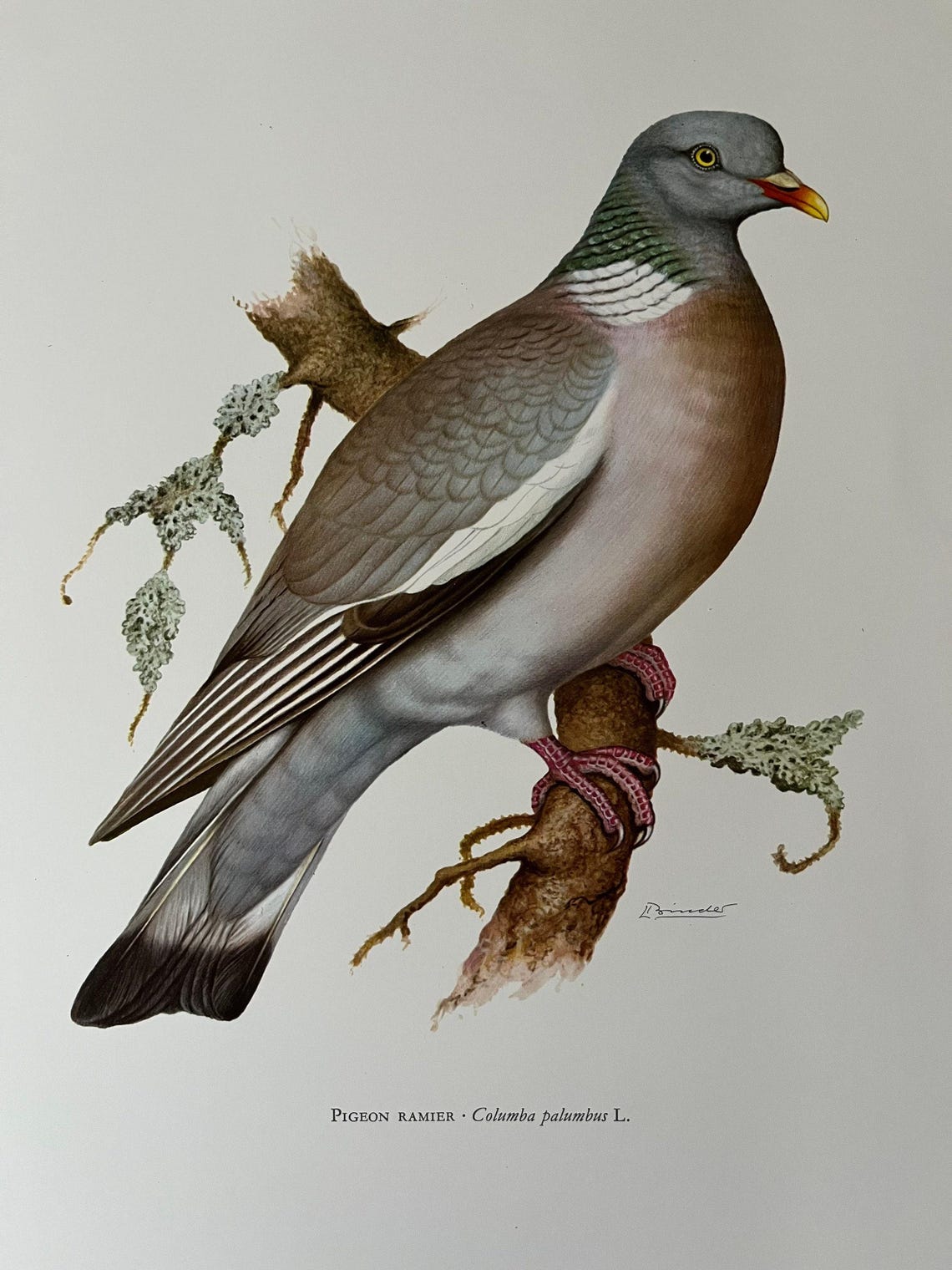 Common Wood Pigeon Bird Print. Antique Ornithology and Biology ...