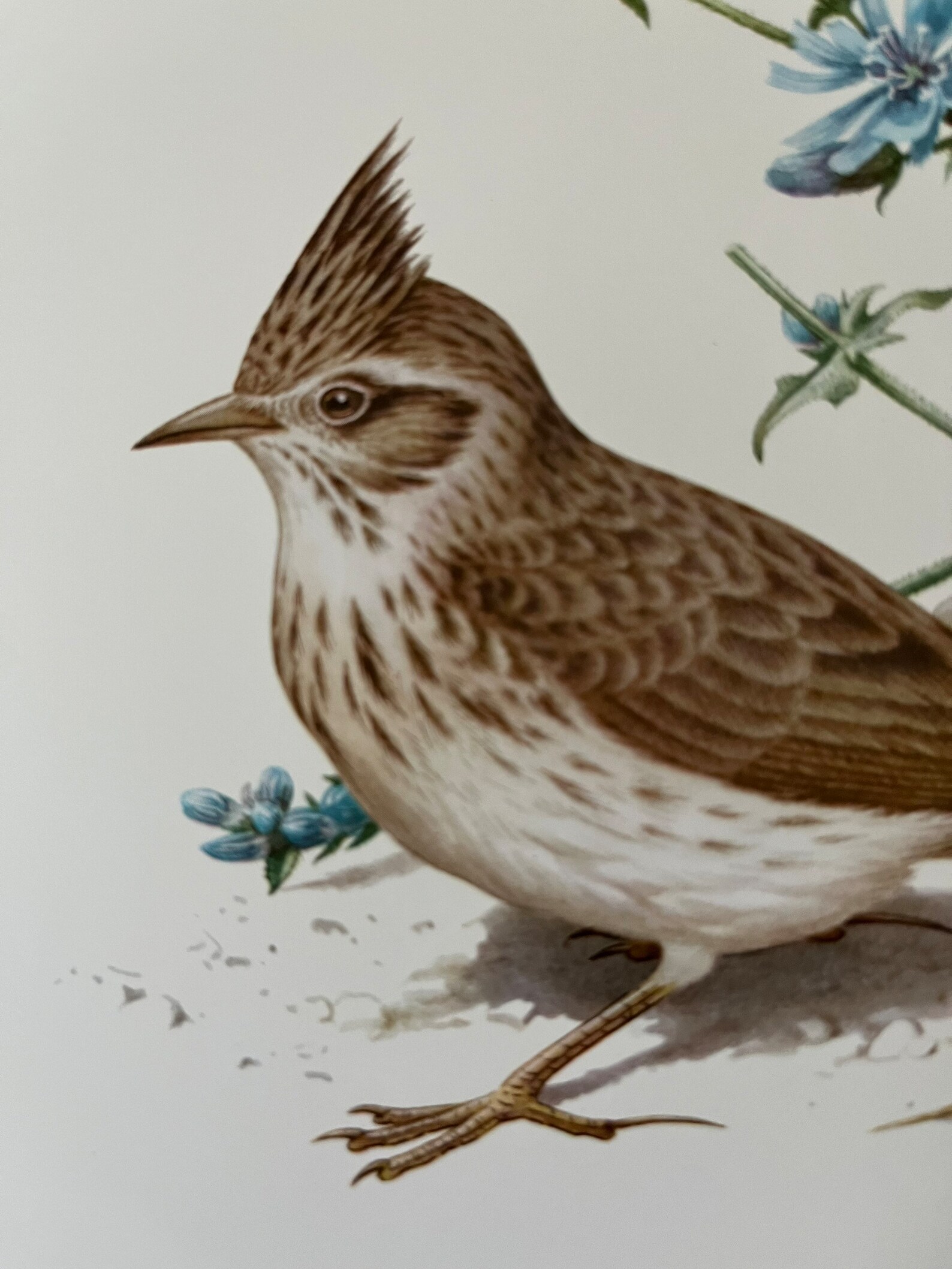 1960 Vintage CRESTED LARK Bird Print. Antique Ornithology and - Etsy