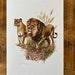 LION Animal Print. Antique Zoology and Biology Lithograph. Wildlife ...