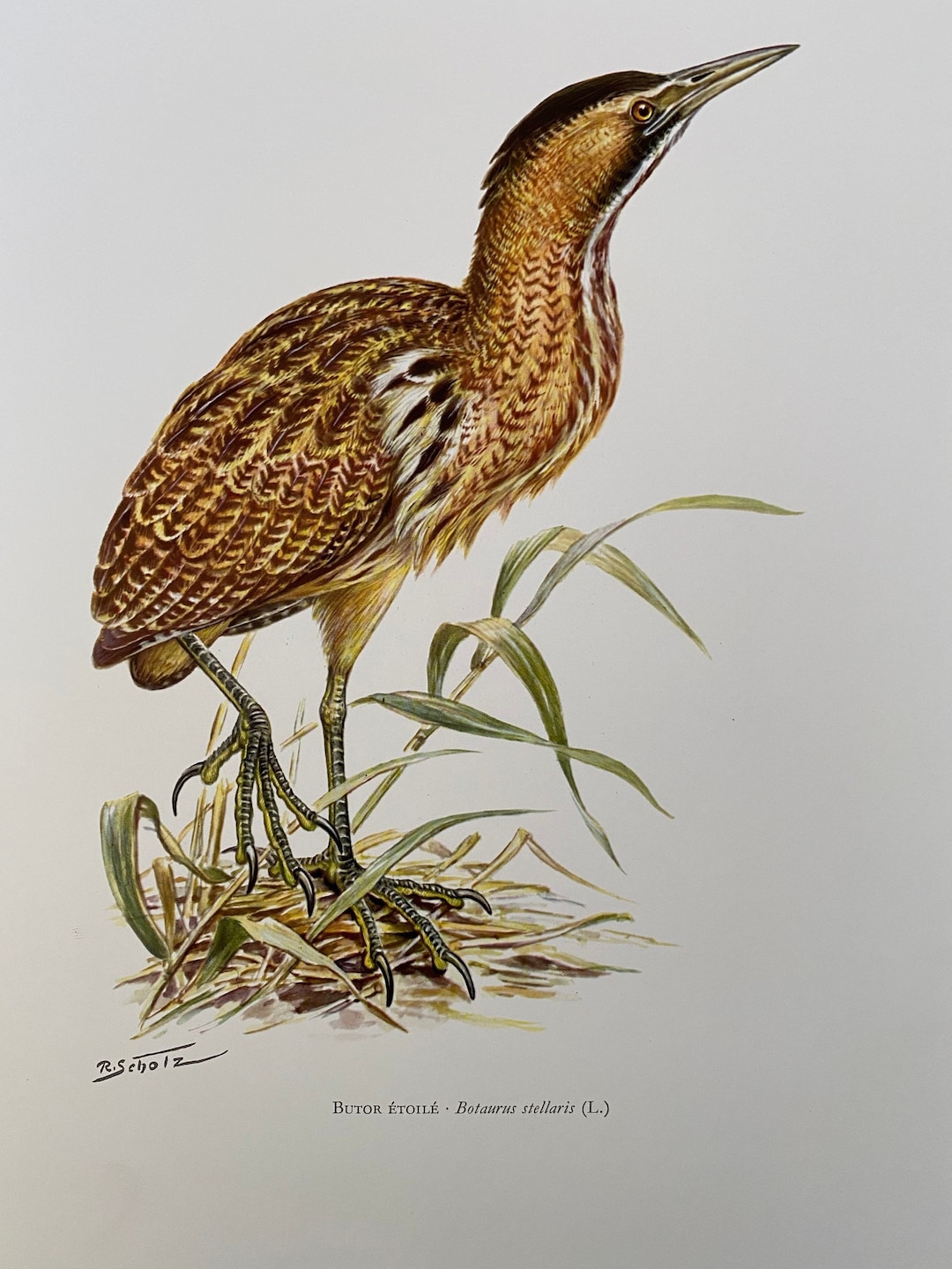 EURASIAN BITTERN Bird Print. Antique and Vintage Ornithology and ...