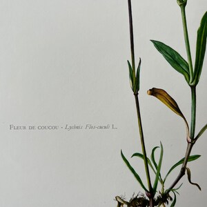 RAGGED ROBIN Flower Botanical Print. Antique and Vintage Natural ...