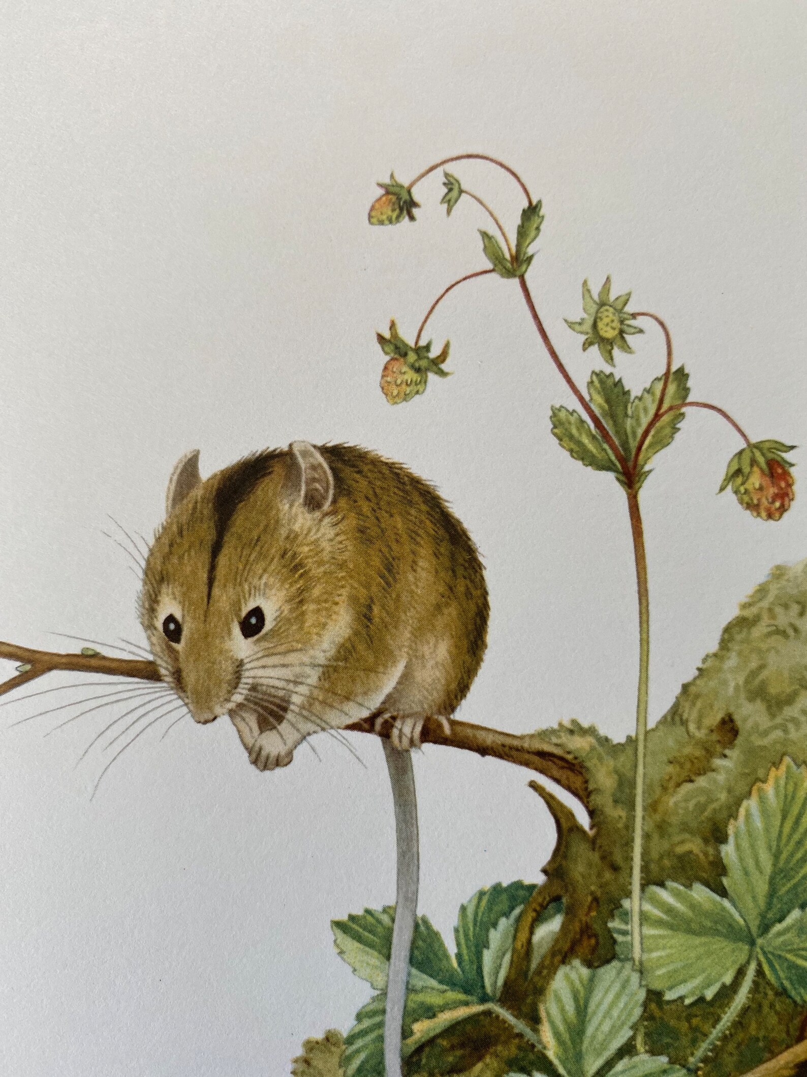 NORTHERN BIRCH MOUSE Animal Print. Antique and Vintage Zoology and ...