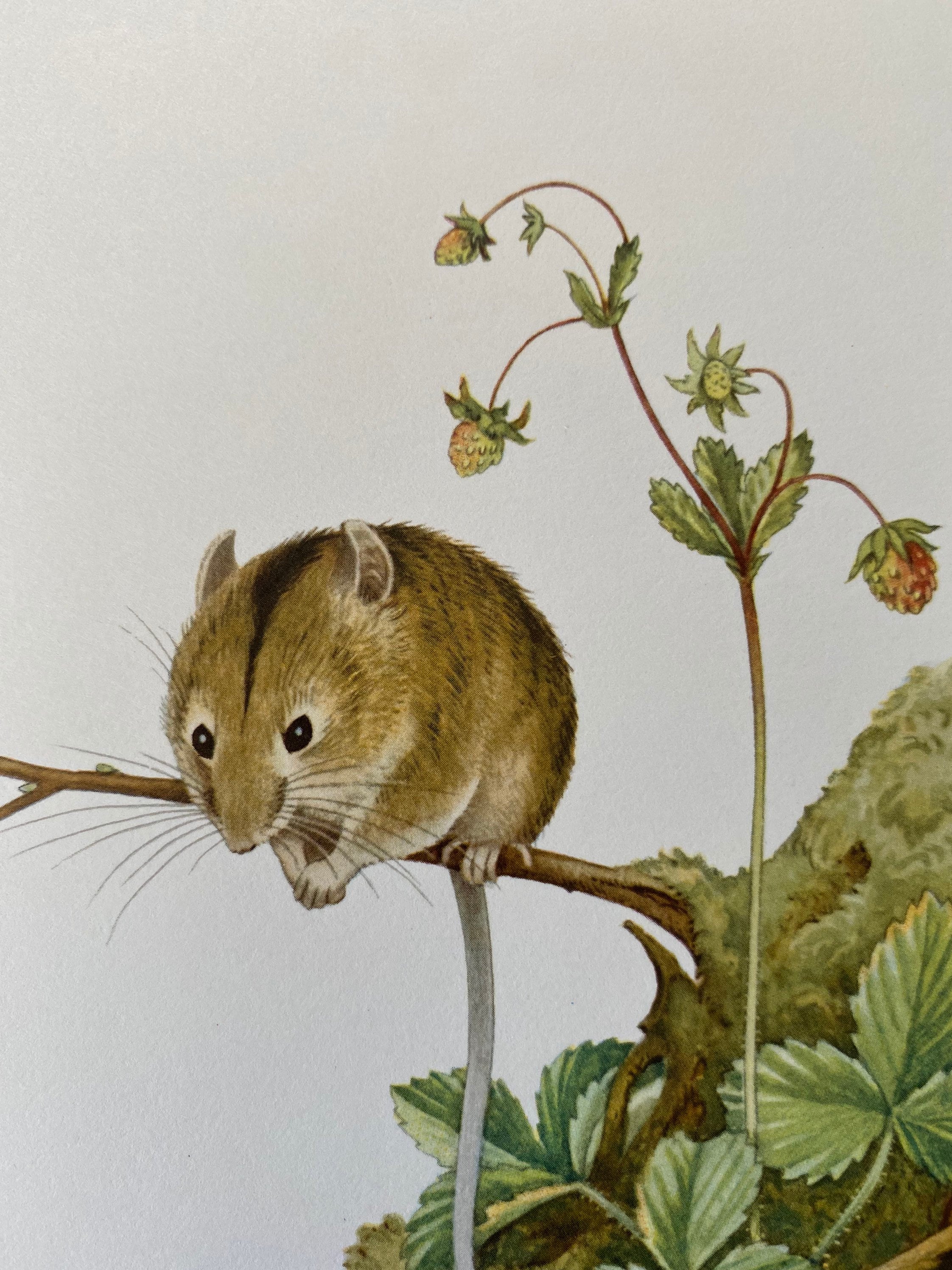 NORTHERN BIRCH MOUSE Animal Print. Antique and Vintage Zoology and ...