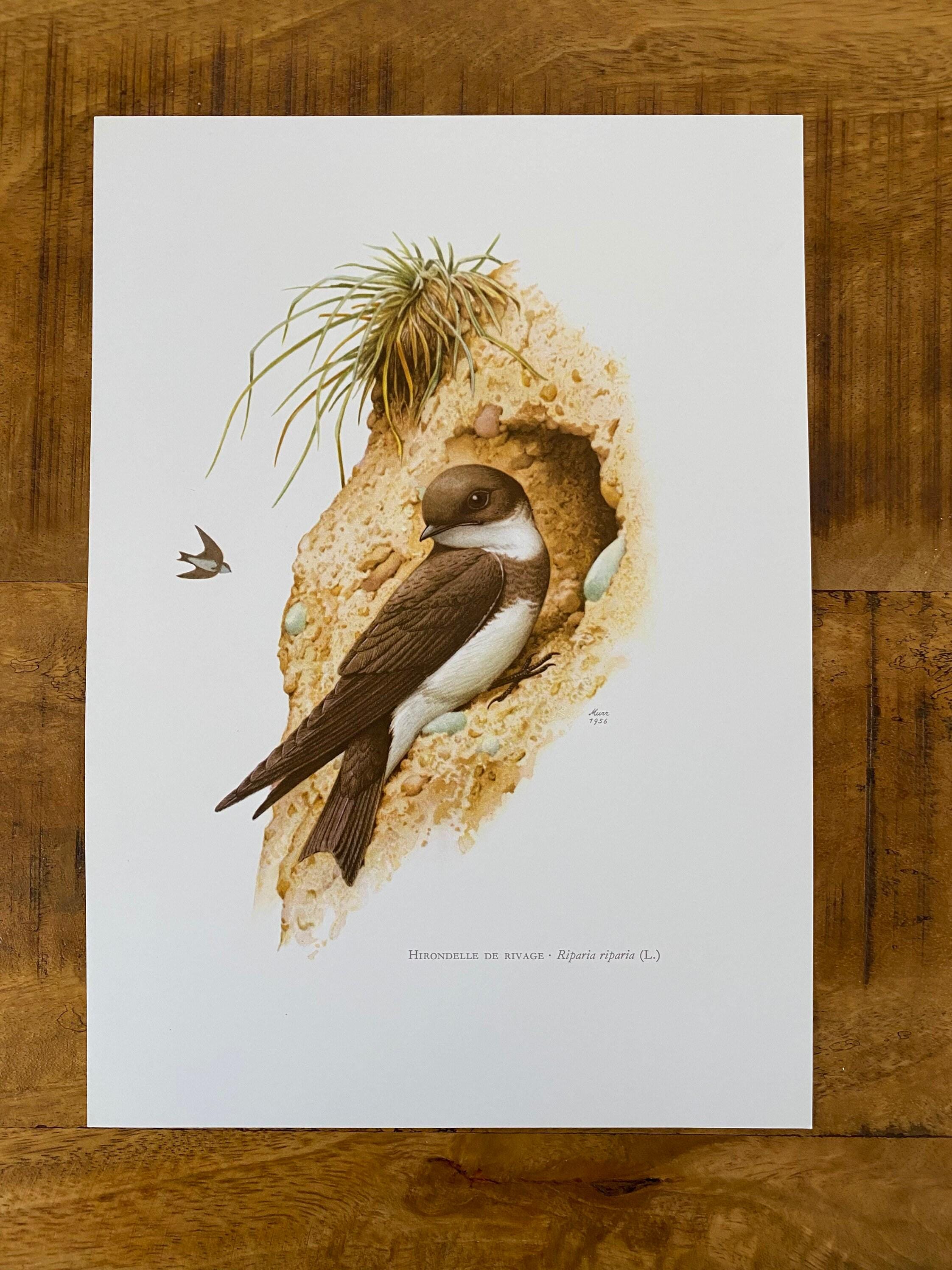 Vintage Swallow Bird Print, 1960s Ornithology Wall Art - Etsy