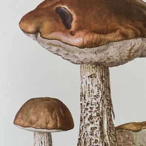 BIRCH BOLETE Mushroom Print. Antique Biology and Nature Lithograph ...