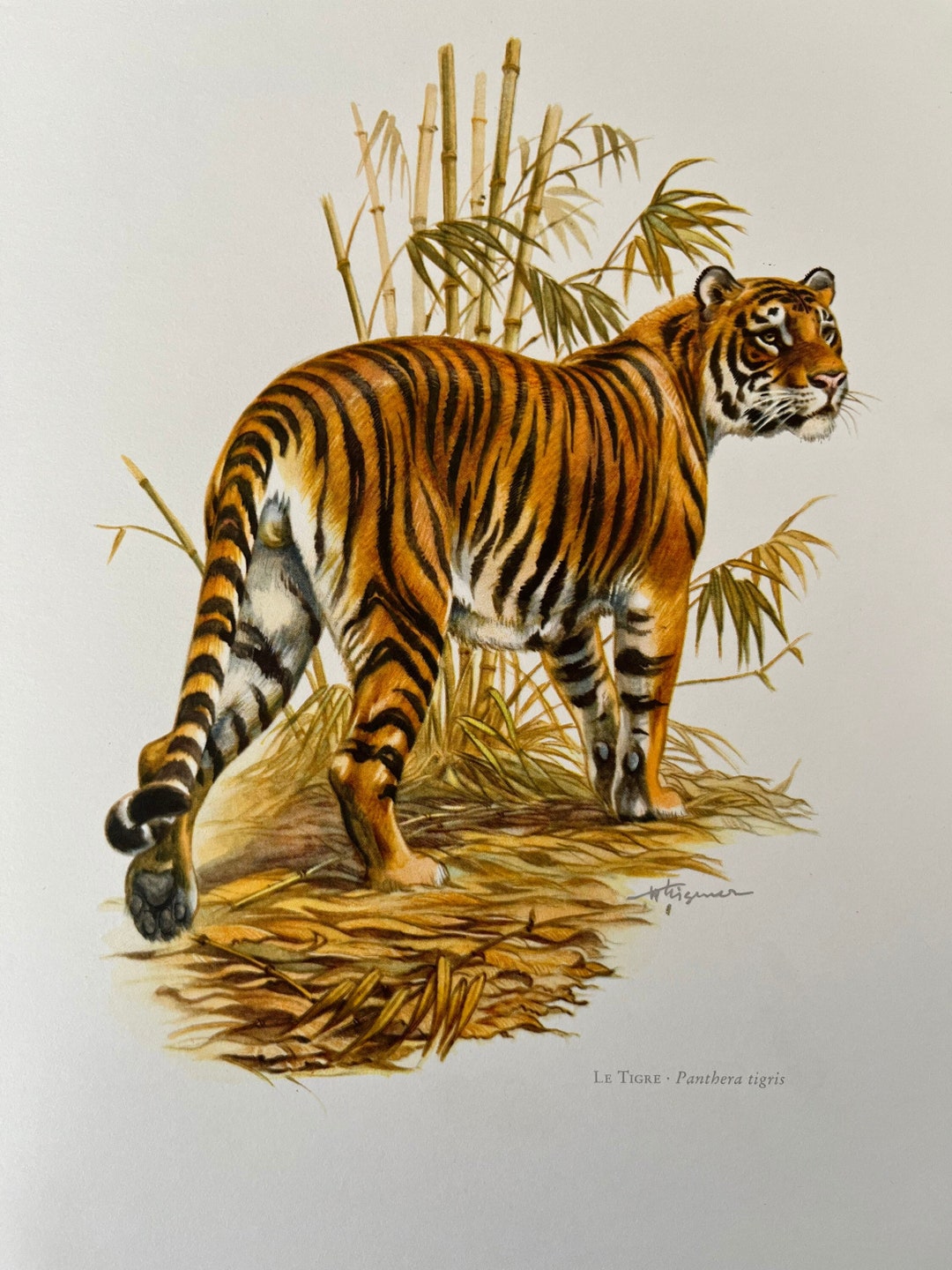 1960 Vintage TIGER Animal Print. Antique Zoology and Biology - Etsy