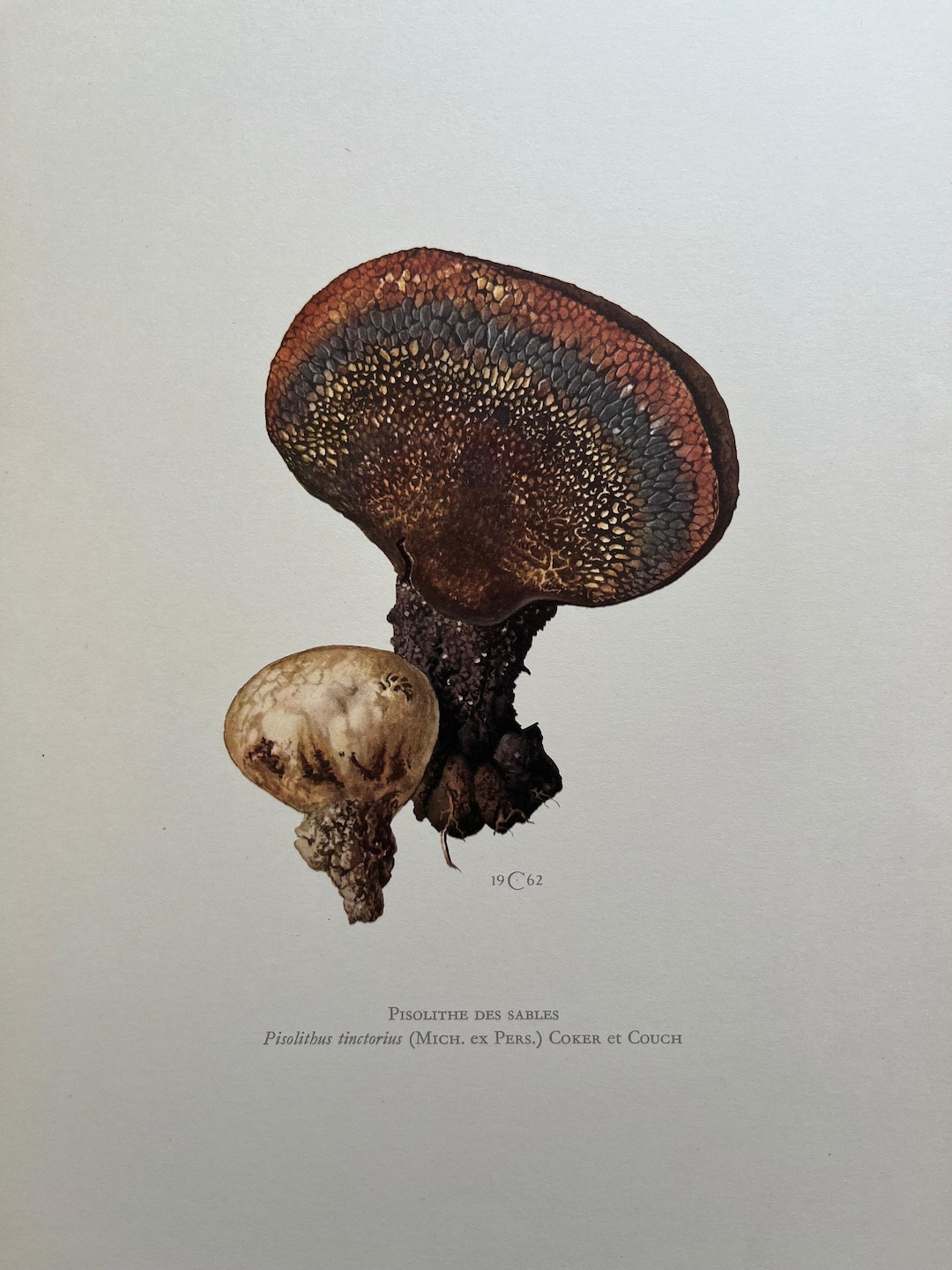 Pisolithus Tinctorius Mushroom Print. Antique and Vintage Biology and ...
