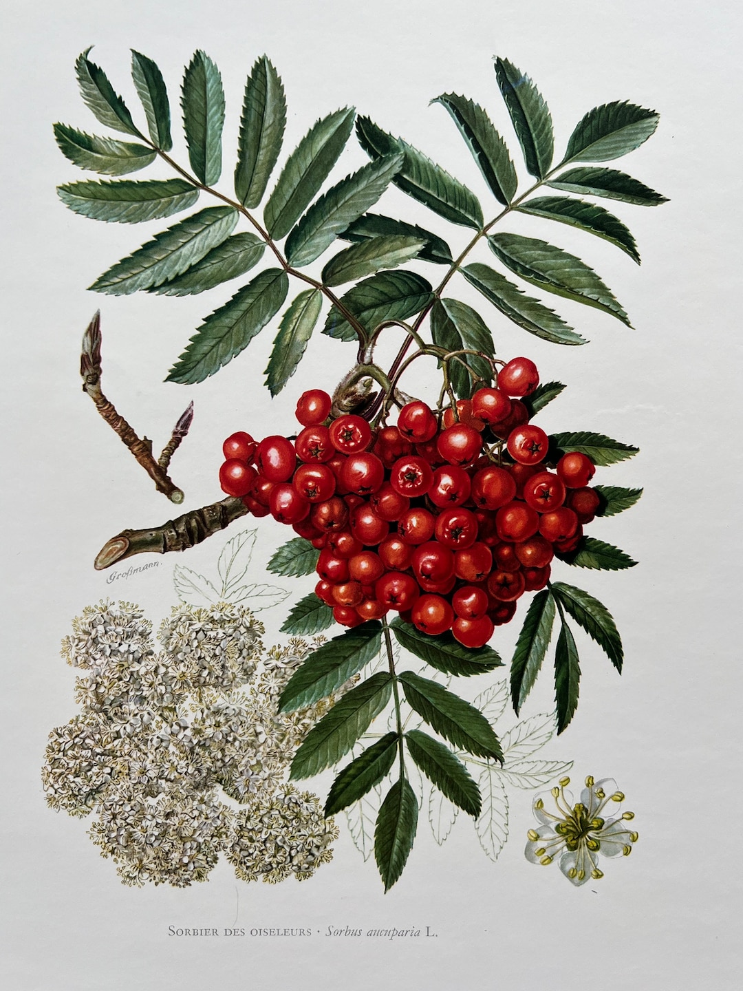 ROWAN Botanical Print. Antique and Vintage Natural Sciences and Biology ...