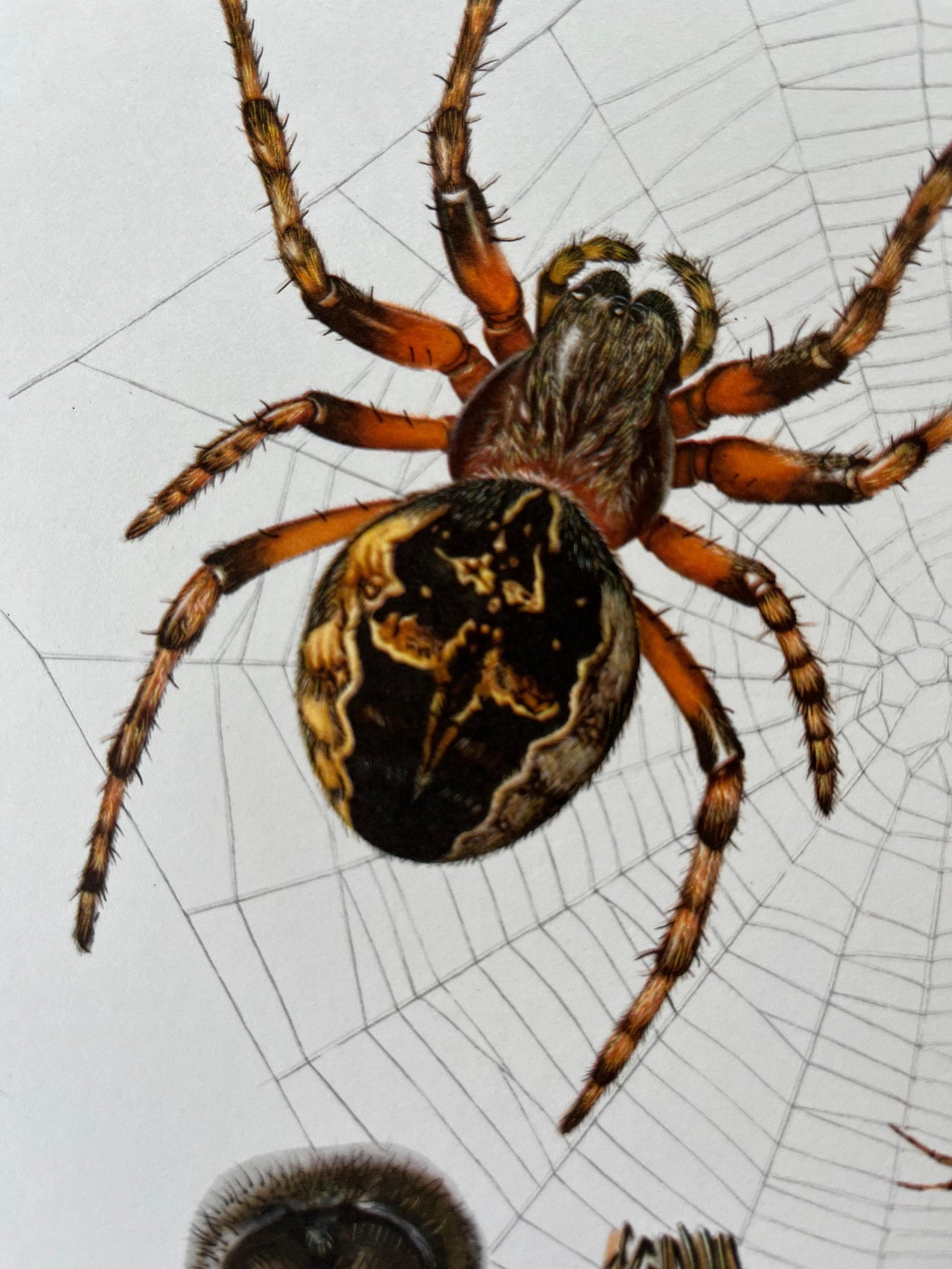 Araneus Ocellatus Spider Print, Vintage Zoology Lithograph - Etsy
