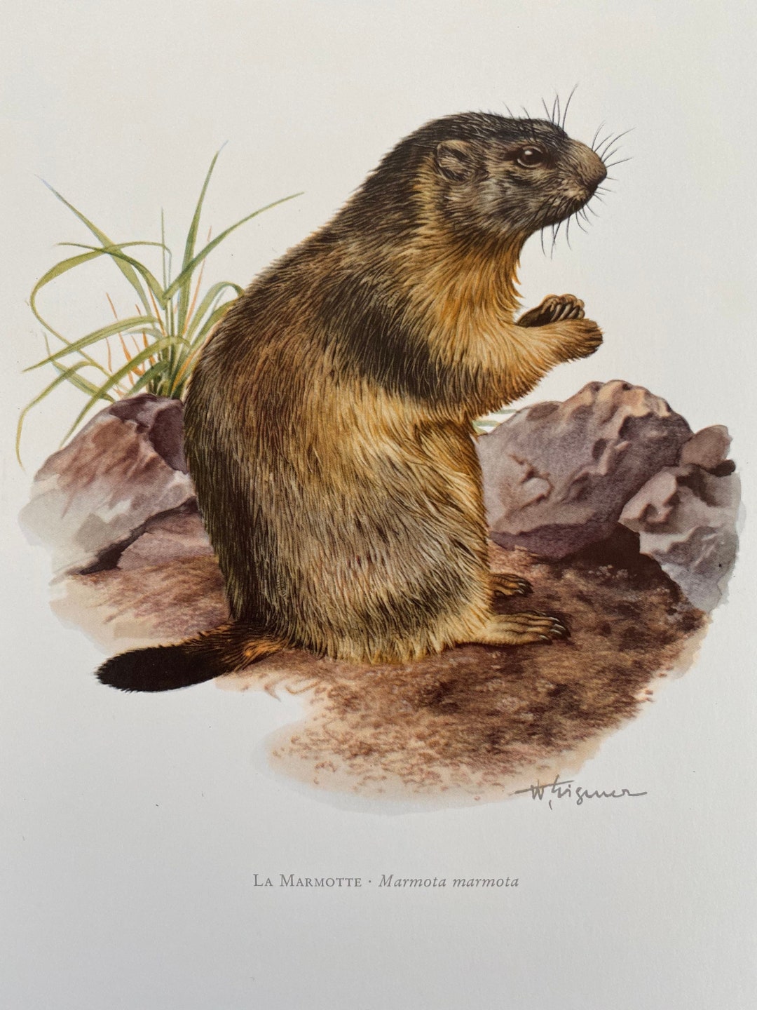 ALPINE MARMOT Animal Print. Antique and Vintage Zoology and Biology ...