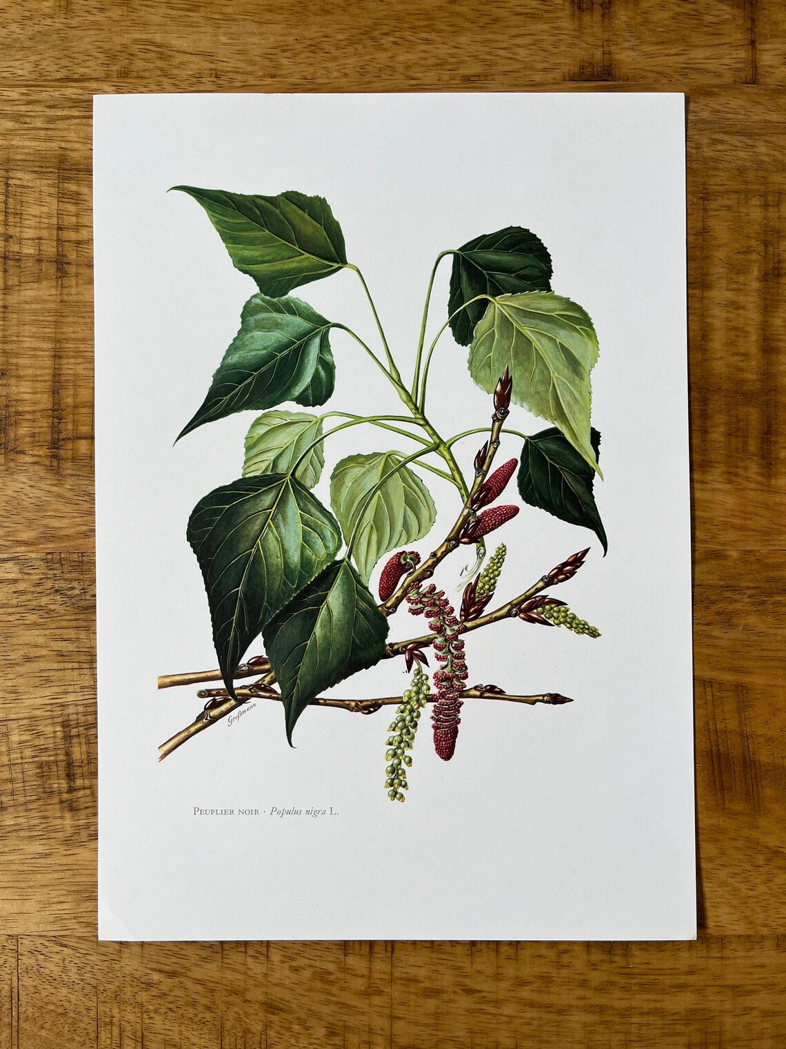 Vintage Black Poplar Botanical Print, Natural Sciences Lithograph - Etsy