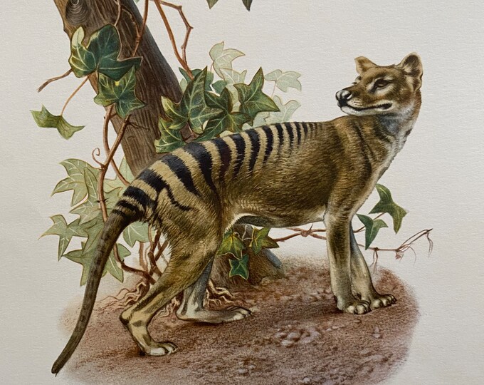 TASMANIAN TIGER Animal Print. Antique Zoology and Biology Lithograph ...