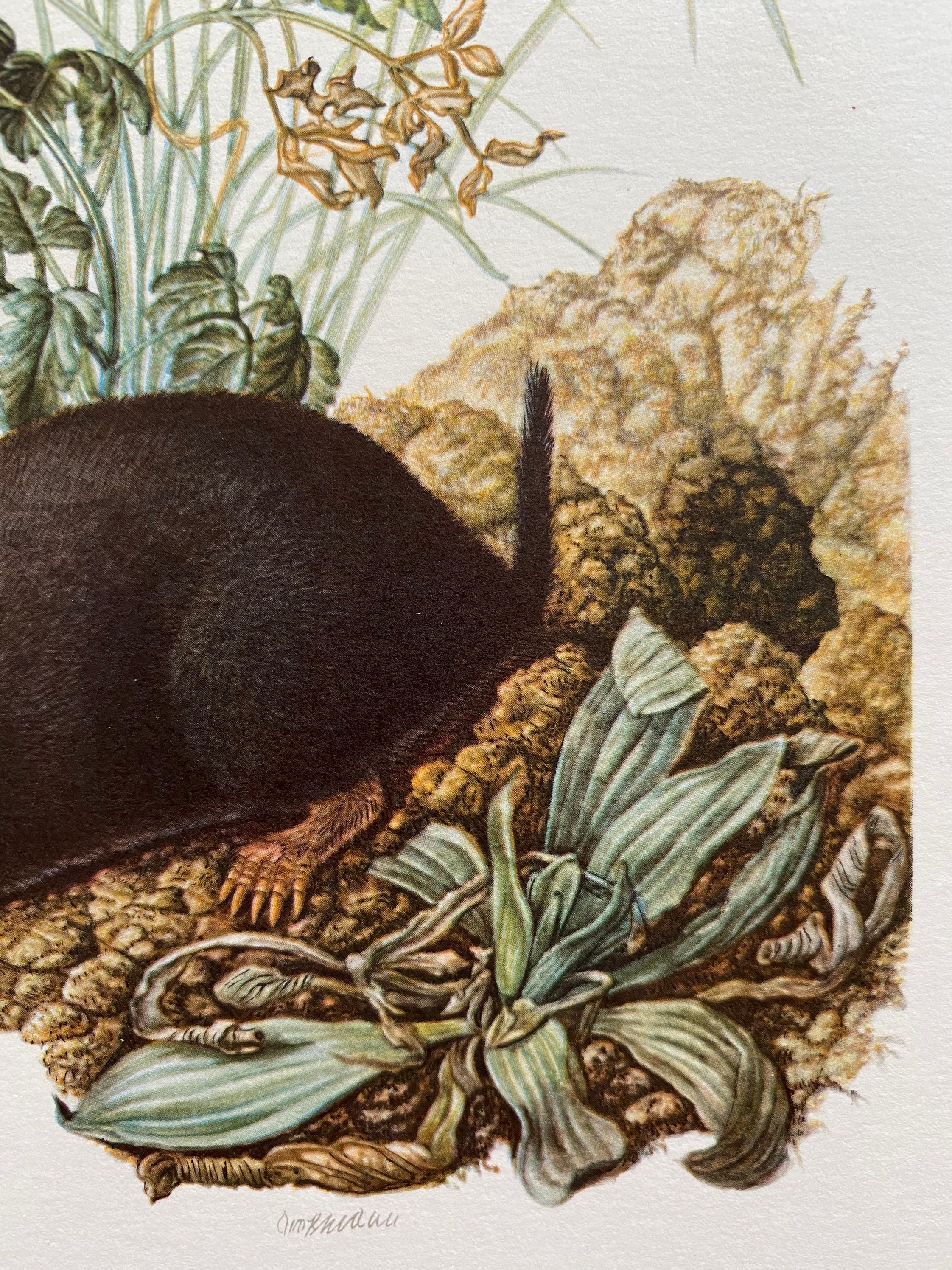 1960 Vintage EUROPEAN MOLE Animal Print. Antique Zoology and - Etsy