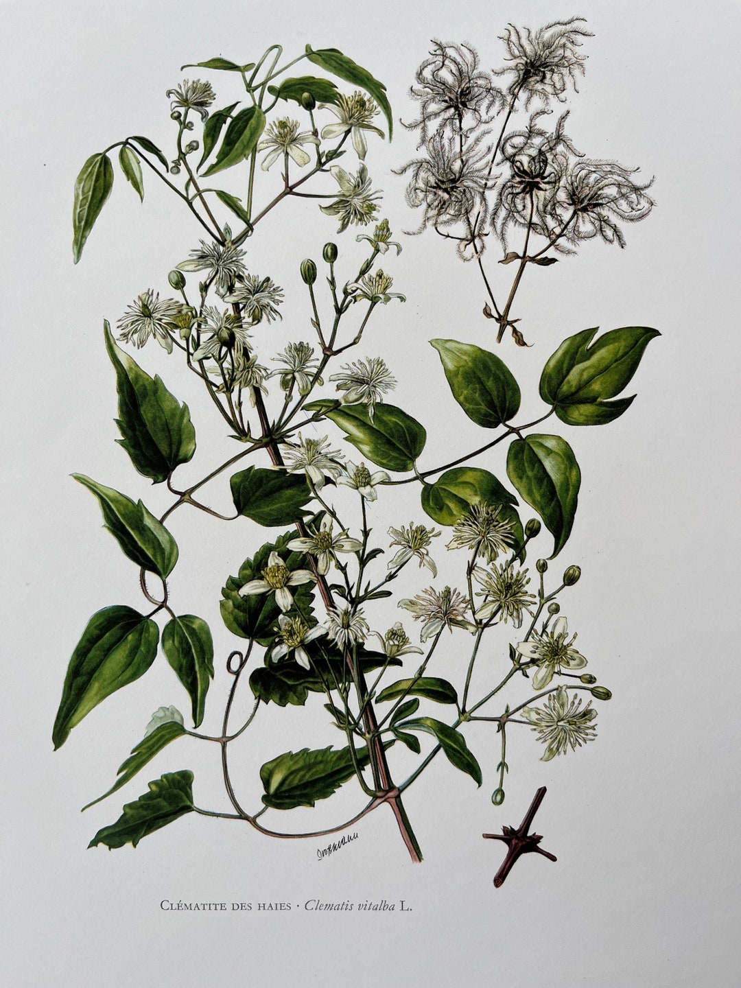 CLEMATIS VITALBA Botanical Print. Antique and Vintage Natural Sciences ...