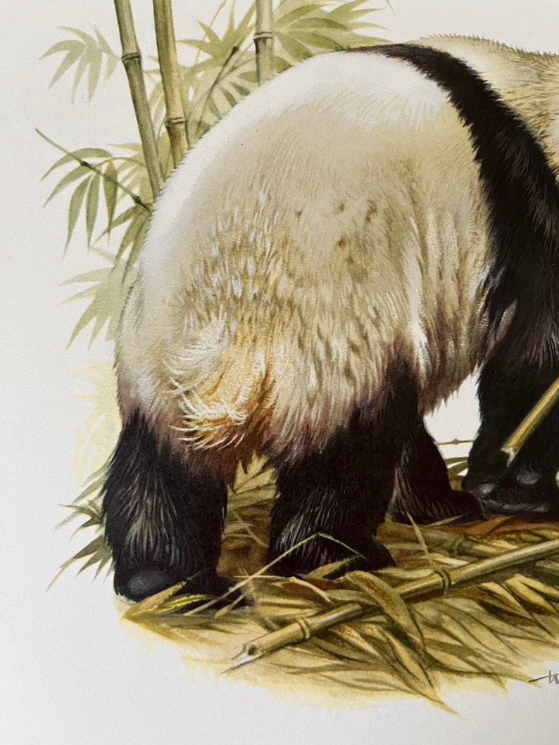 1960 Vintage GIANT PANDA Animal Print. Antique Zoology and - Etsy