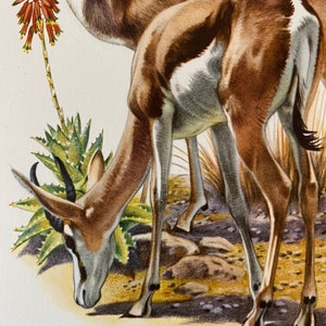 SPRINGBOK Animal Print. Antique and Vintage Zoology and Biology ...