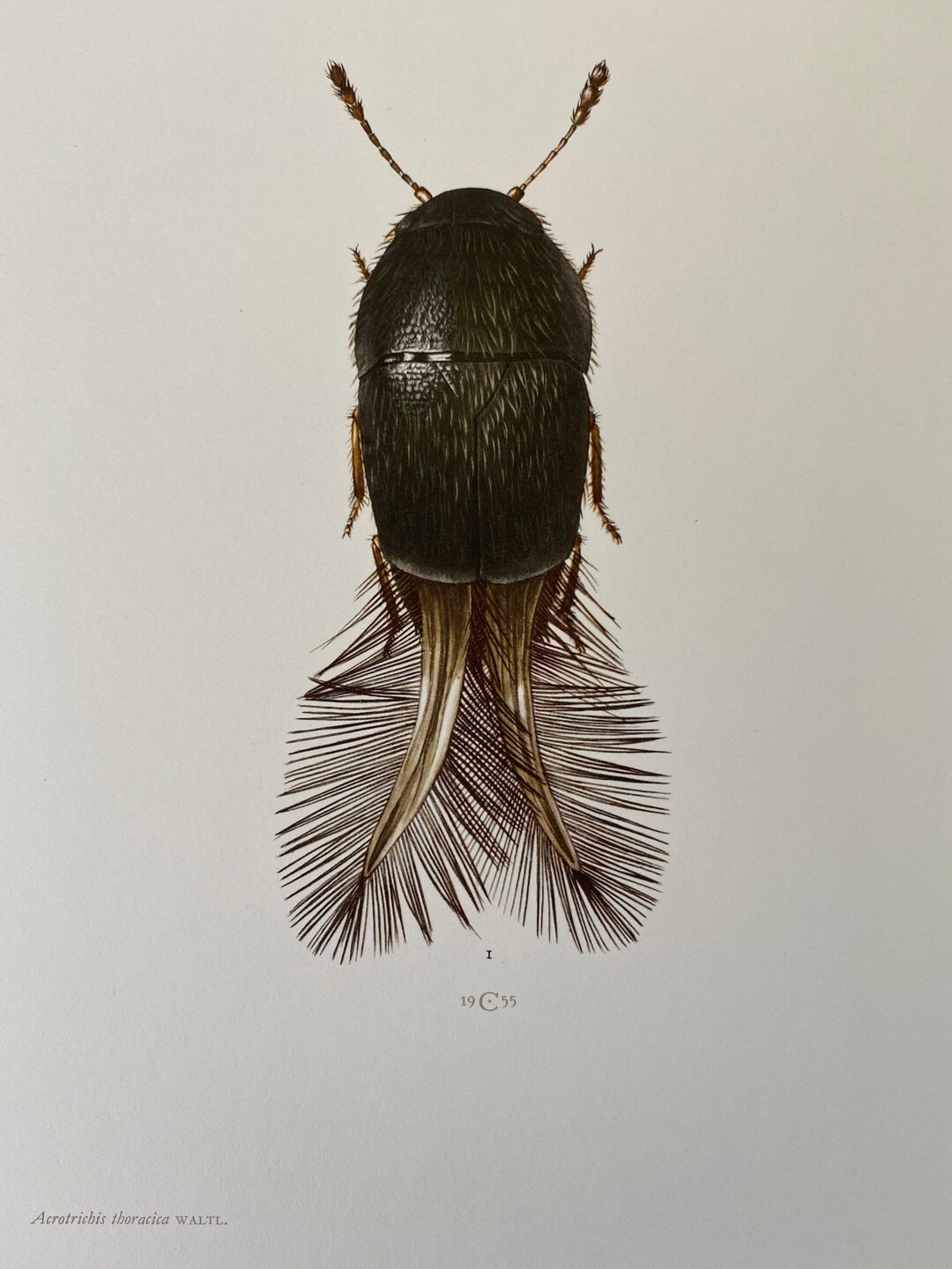 FEATHER-WINGED BEETLE Print. Bugs Illustrations. Insect Print ...